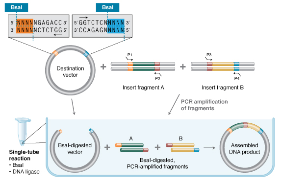 Golden Gate Assembly | NEB